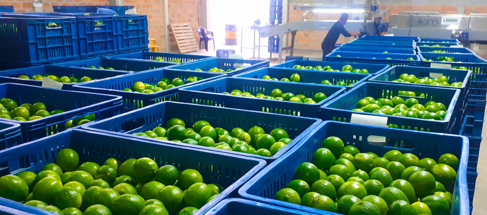 El Proceso - Citrus Pack Colombia