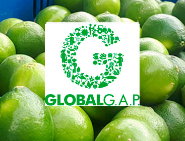 Home - Citrus Pack Colombia