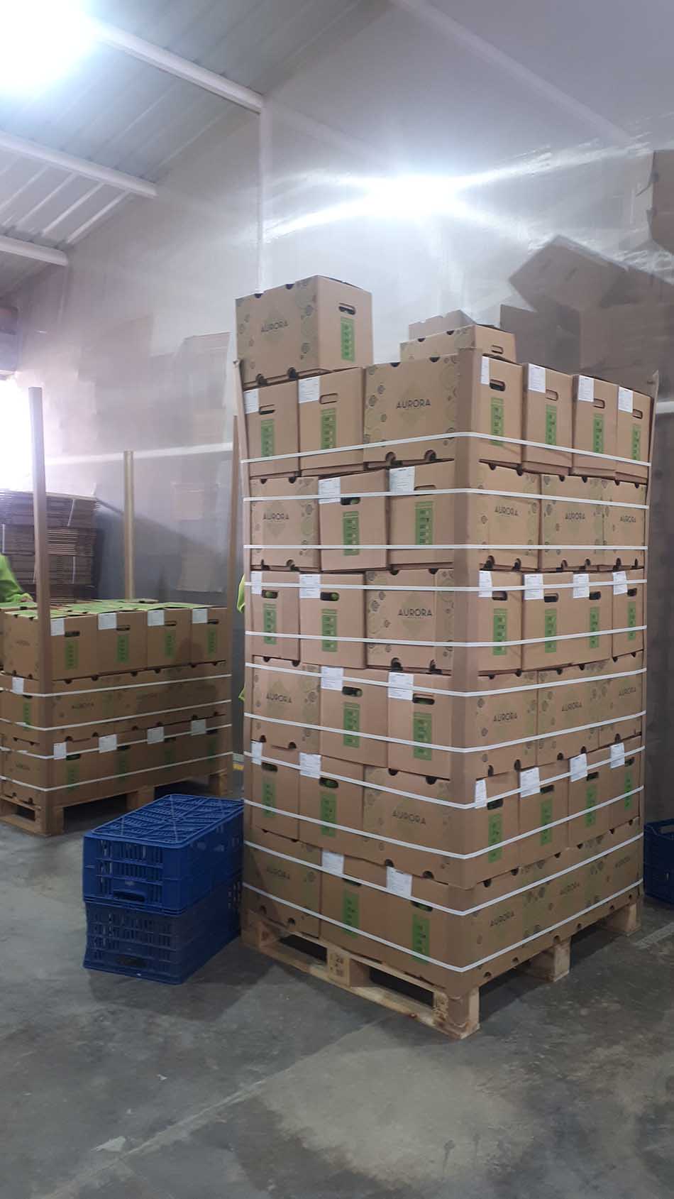 El Proceso - Citrus Pack Colombia